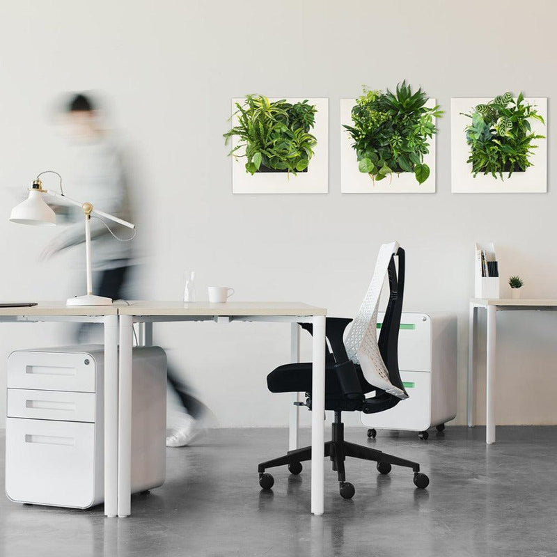 Live Picture Go Plant Wall Frame I Suite Plants by Phil Zen