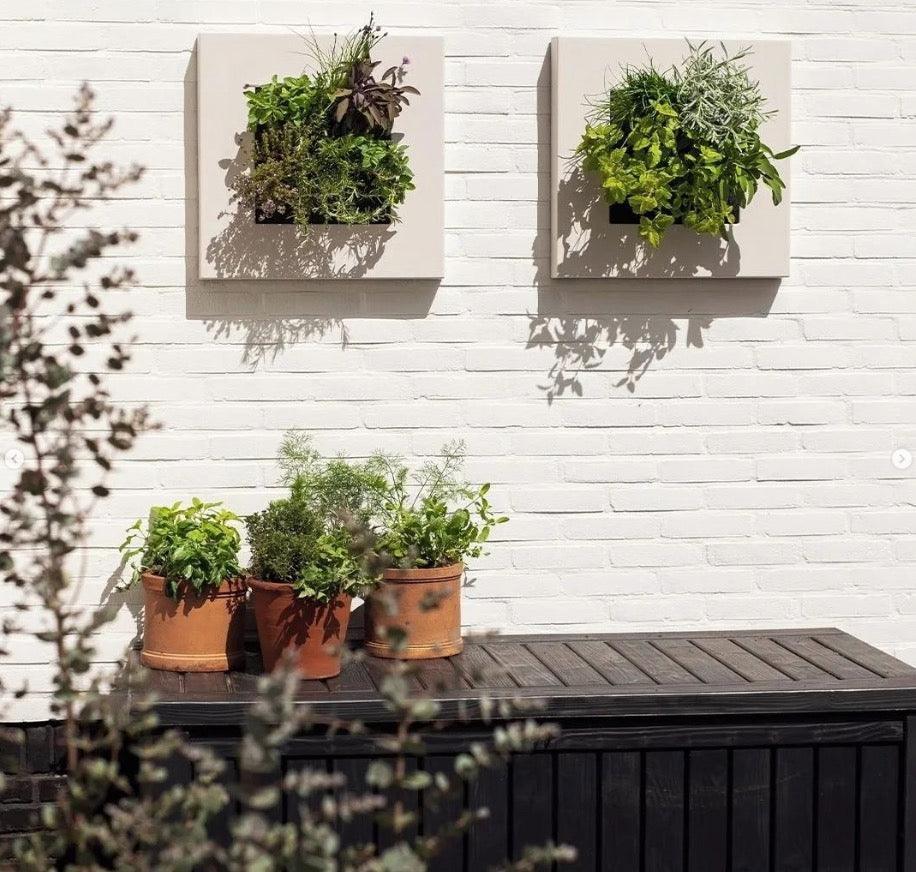 Live Picture Go Plant Wall Frame I Suite Plants by Phil Zen