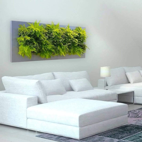 Live Picture Innovative Plant Wall Frame I Suite Plants by Phil Zen